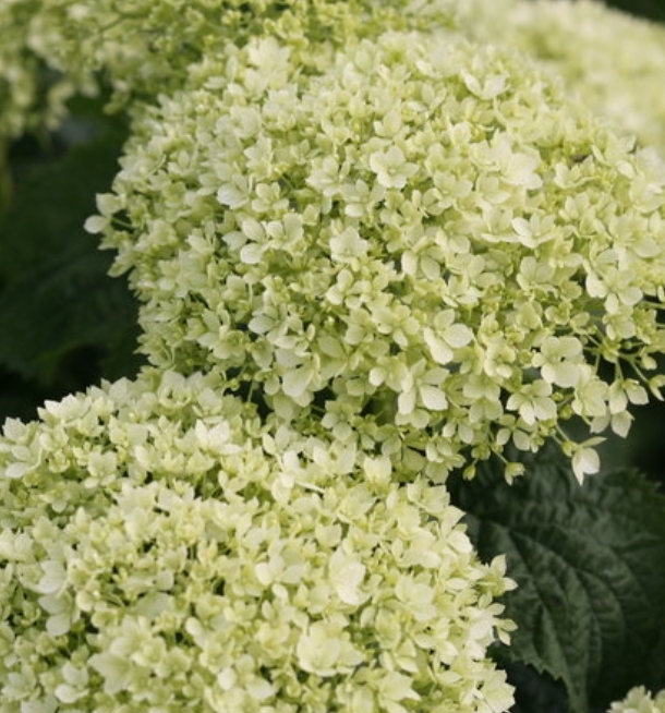 HYDRANGEA - INVINCIBELLE LIMETTA