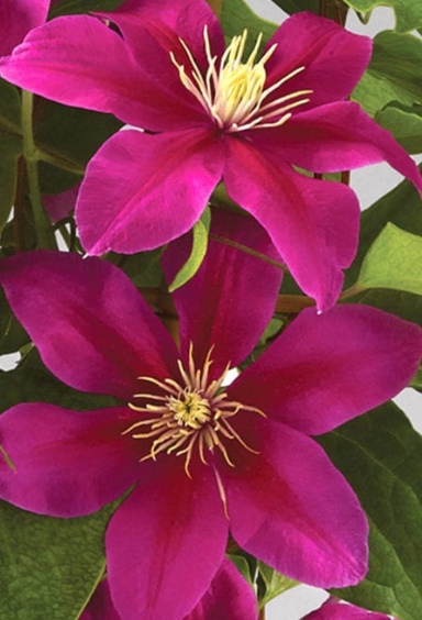 CLEMATIS - ACROPOLIS