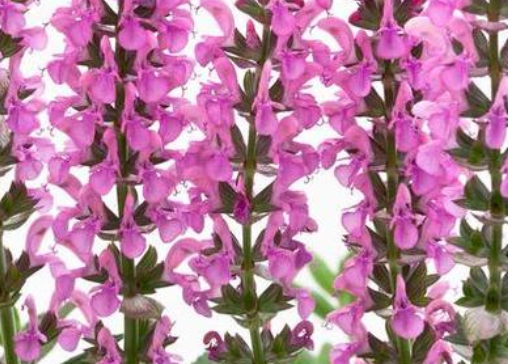 SALVIA - SWIFTY DEEP ROSE