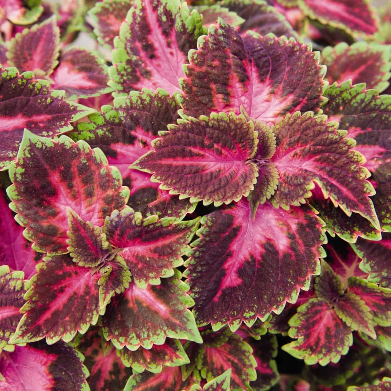 COLEUS OCEAN DRIVE