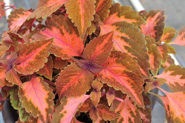 COLEUS - MAIN STREET SUNSET BOULEVARD