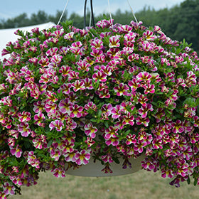 CALIBRACHOA CANDY SHOP - FANCY BERRY