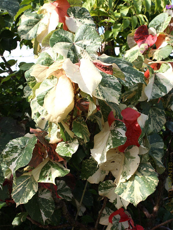 HIBISCUS TRICOLOR TREE