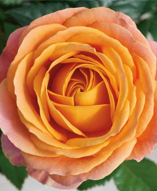 ROSE MINIATURE - PARADE STACIA