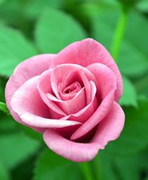 ROSE MINIATURE - PARADE TENA