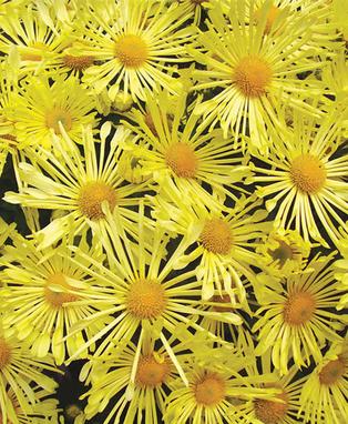 CHRYSANTHEMUM - MAMMOTH YELLOW QUILL