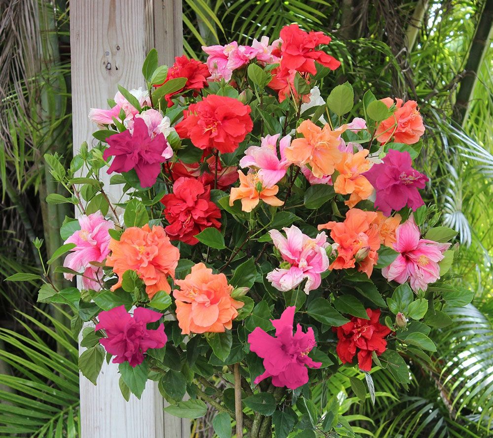 HIBISCUS VARIOUS COLORS TREE