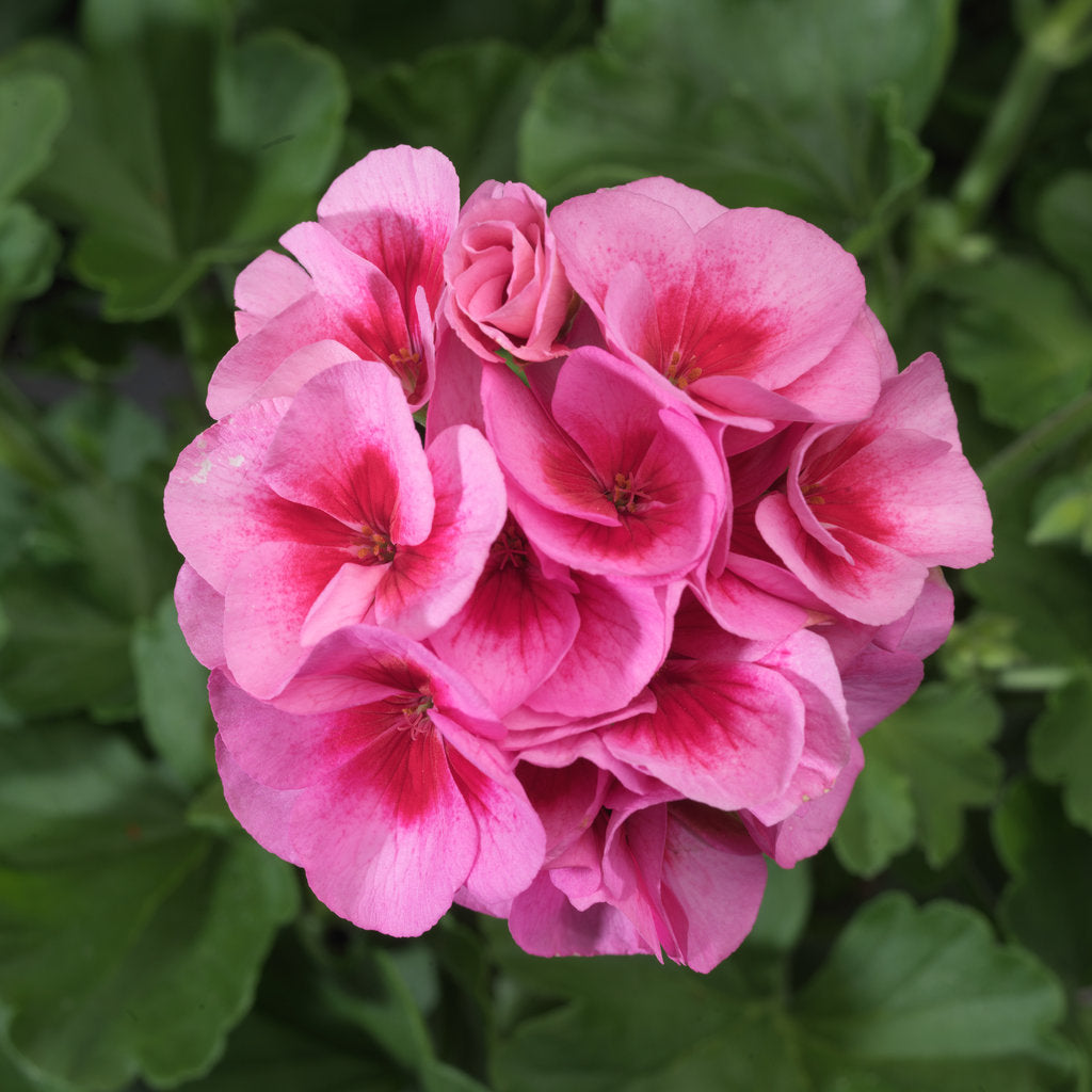 5 1/2" GERANIUMS - ROSE MEGA SPLASH